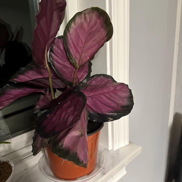 Marcus Pumpkin Avocado Tree , “cold Hardy” Grafted in 3 Gallons Pot, No ...