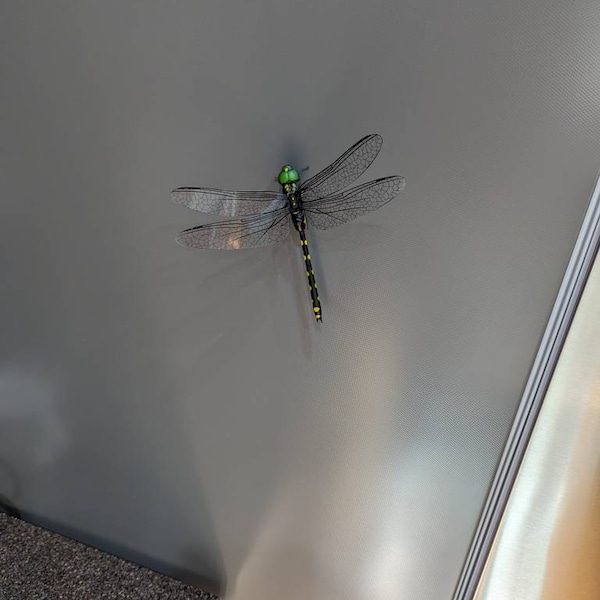 Cicada,4 Colors/1set, Bug Magnet, Handmade Clay Magnet Insect Figurine ...