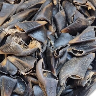 Small Natural Red Eared Slider Turtle Shells 4 5 1/2 Inch CHOOSE Your ...