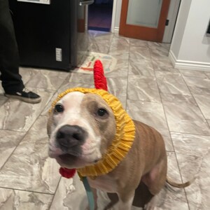 Rooster Chicken Dog Snood Knit Crochet Dog Hat Easter Dog Costume Ear ...