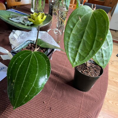 Hoya Kalimantan UT-158 in 4.5pots Rare Hoya Wax Plant Veined Attractive ...
