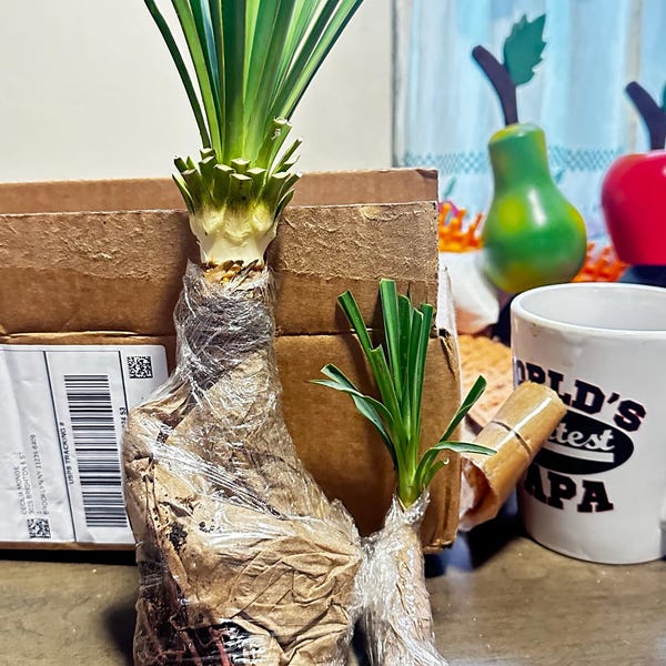 Musifolia Giant Canna Lily, Rhizome, Bulb, Plant - Etsy