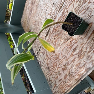 Variegated Spiral Ginger Costus Speciosus 'variegatus' - Etsy