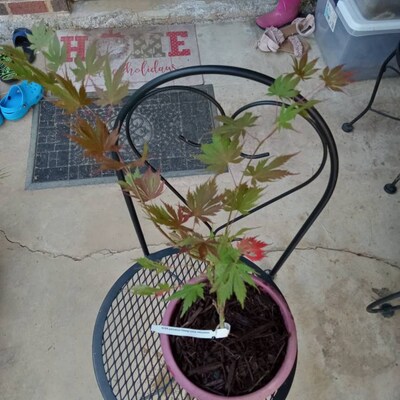 Climbing Rose 'pinata' Live Plant Perennial Shrub Yellow Red Orange ...