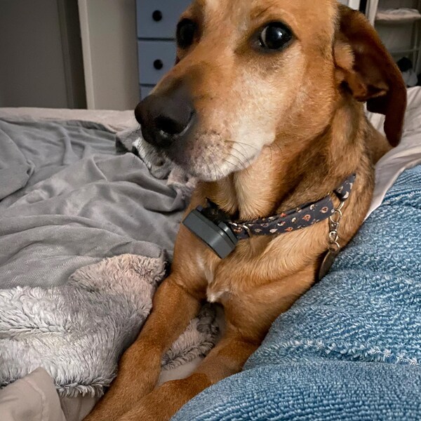 Add an Extra Mini D Ring for Dog Tags 0.5 Inch Small Ring Sewn Into ...