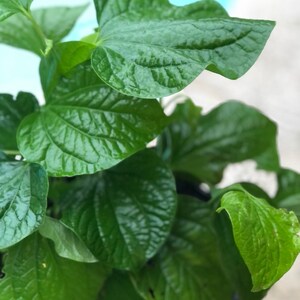 La Lot Plant, Lá Lốt, Wild Betel Plant, Chaphlu Plant, Piper Lolot ...