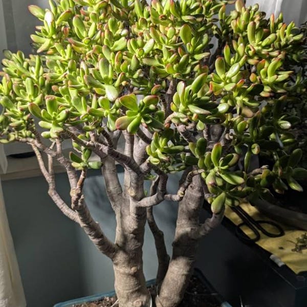 Rare Crassula Ovata Tricolor Bonsai Tree Variegated Crassula Ovata ...