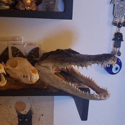 ALLIGATOR BONE DUST Voodoo, Hoodoo, Wicca, Gothic, Oddity - Etsy
