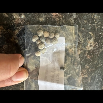 Organic Henna Mehandi Seeds,dye Seeds, Mignonetee Tree,egyptian Privet ...