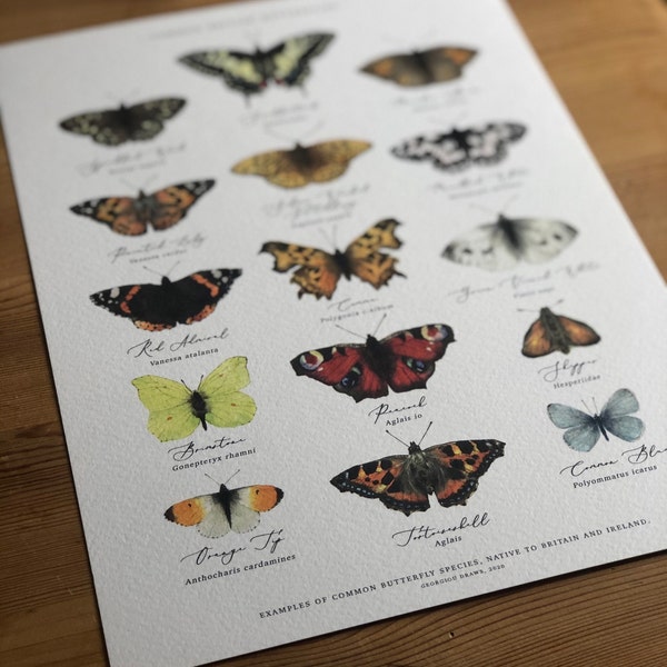 British Butterflies Chart A4 Print - Etsy