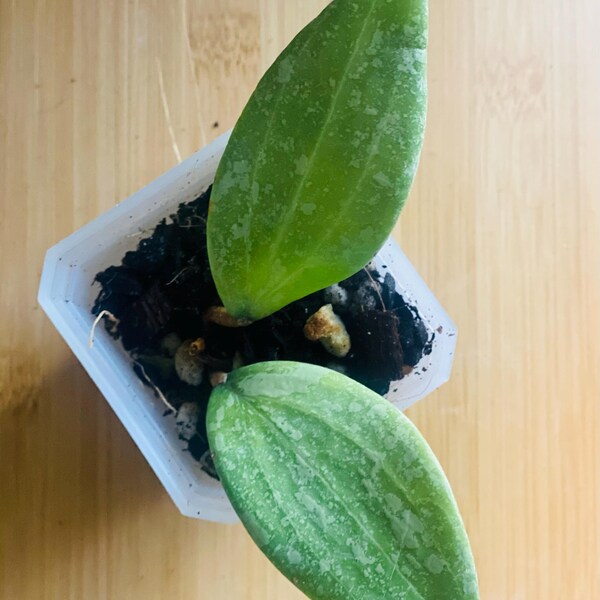 Hoya AH seaweed - Etsy