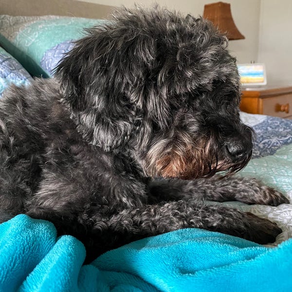 Monthly Dividers for Classic Happy Planner, 6 Side Tabs for Happy ...