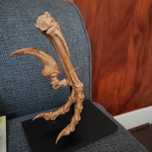 Velociraptor Foot and Stand - Life Sized Replica Including Display Base ...