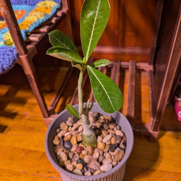 Desert Rose Picotee Adenium Obesum Starter Plant - Flowering Plant ...