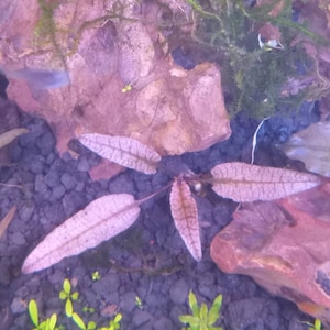 1 Pink Flamingo Crypt Plant Live Aquarium Plants Free S/h Live Aquatic ...