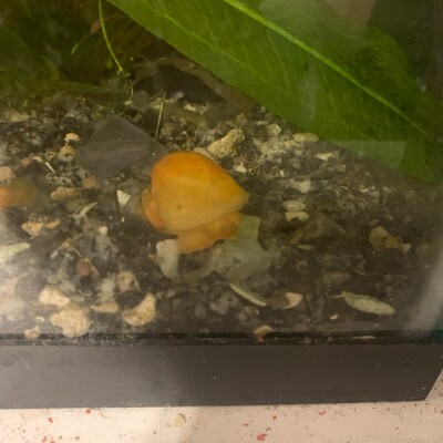 Super Snello 8oz, Aquatic Snail Food, Dehydrated, Snail Jello, Mystery ...
