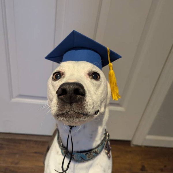 Dog Graduation Cap, Cat Graduation Cap, (your Choice of Color) - Etsy