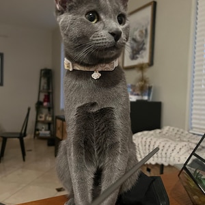 Cat Collar Steampunk Victorian Stripes or Floral With - Etsy