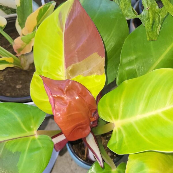 Live House Plant Bloom Fuchsia African Violet Harmony’s ‘vat Real Life ...