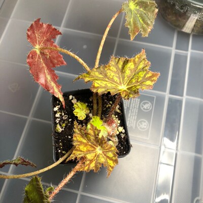 Begonia monica - Etsy