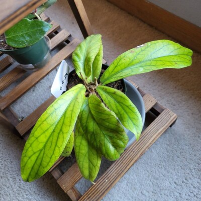 Hoya Kalimantan UT-158 in 4.5pots Rare Hoya Wax Plant Veined Attractive ...