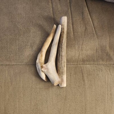 1lbs or 2lbs ELK ANTLER DOG Chews/ Treats - Etsy