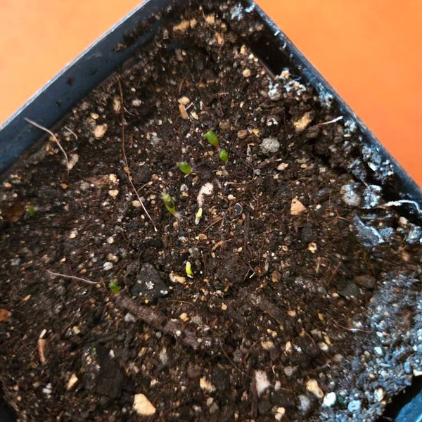 Protea Amplexicaulis / 5 Seeds (clasping-leaf Sugarbush) - Etsy Canada