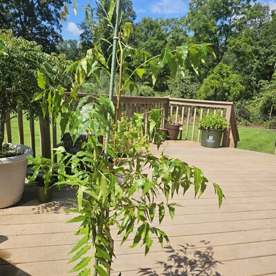 Neem Tree 2 Ft Tallno Ship CA and AZ - Etsy