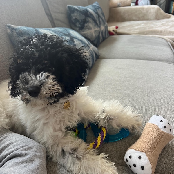 Catnip Cannoli Cat Toy - Etsy