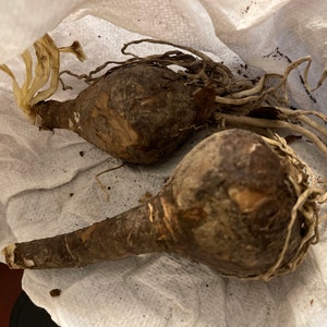 6 Surprise Lily Bulbs 1/2 Dozen Vintage Heirloom Bulb From Granny's ...