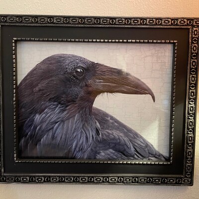 Raven Peace A Single Raven in the Top of a Tree Signed Fine - Etsy