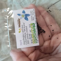 COREOPSIS BABY GOLD Coreopsis Lanceolata 150 Seeds Dwarf - Etsy Canada