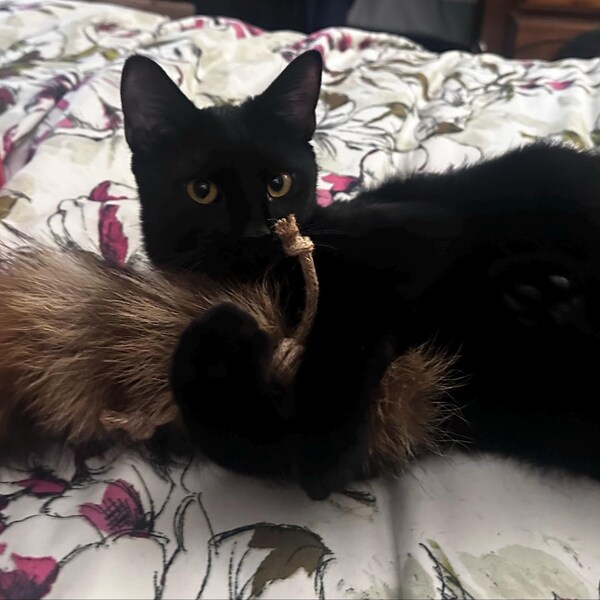 Cat Scent Enrichment Kit 13 Herbs Improve Wellbeing Cat Toy Cat Gift ...