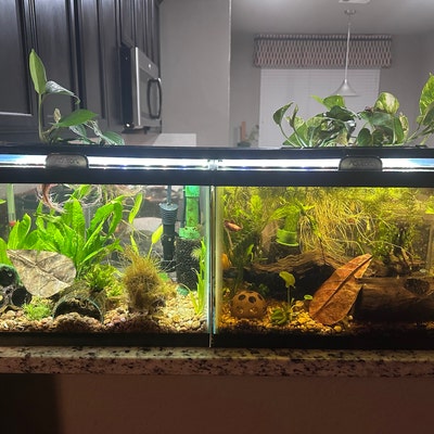 Poth-o-carry® Original: Aquarium Rim Pothos Holder - Etsy