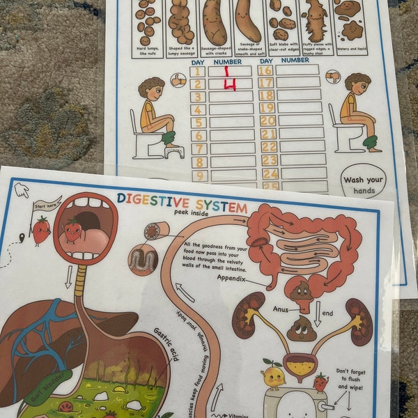 Human Digestive System Anatomy Bundle, About Me Homeschool Curriculum ...