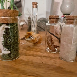 Curiosities Mystery Box Curio Cabinet Starter Collection - Etsy