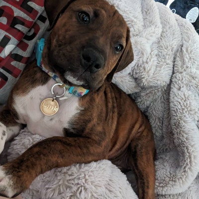 Dog Tag Lifetime Warranty Dog ID Tag Pet Tag Dog Tags Custom stainless ...