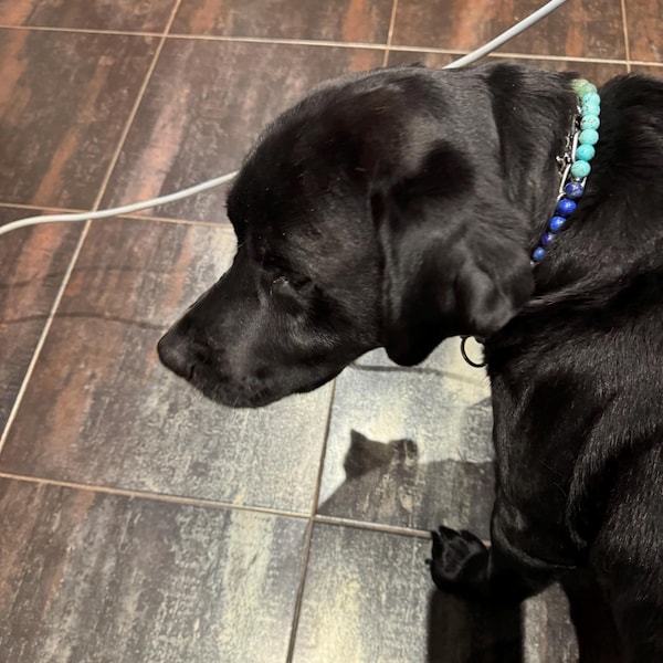 Lithotherapy and Anti-ticks Collar for Dog, Anti-anxiety and ...