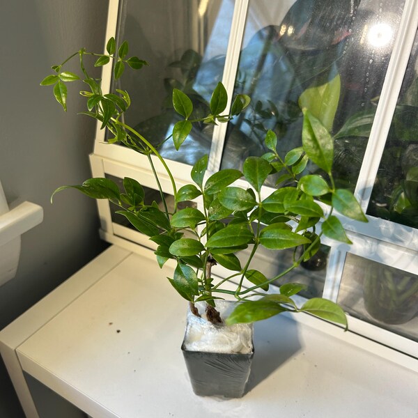 Small Plant Stand Indoor Plant Display Windowsill Decor Plant Lover ...