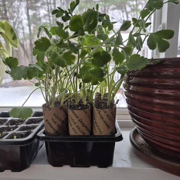 50 Money Plant Copper Coin Plant Lucky Plant Seeds CW92003 - Etsy