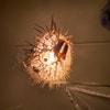 7-10 Hanging Light Puffer Fish Real Blowfish Lamp Taxidermy Animal ...