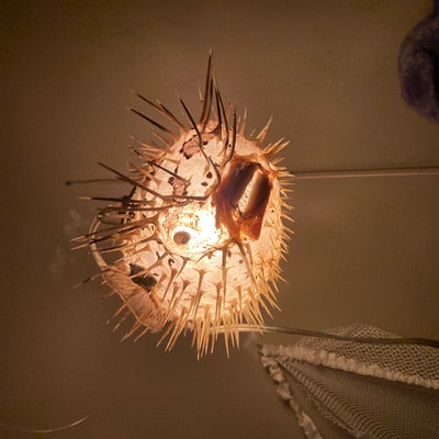 7-10 Hanging Light Puffer Fish Real Blowfish Lamp Taxidermy Animal ...