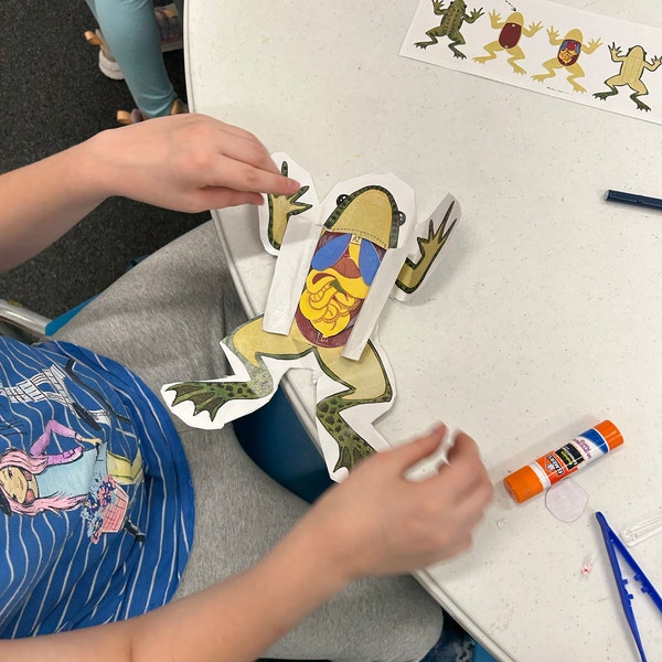 Frog Unit Study Homeschool Summer Activities Frog and Toad Life Cycle ...