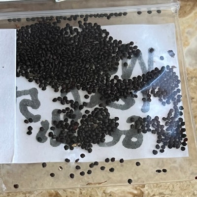 Scent Leaf SEEDS, Clove Basil, African Basil, Nchanwu, Efirin, Ntonng ...