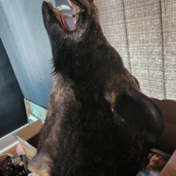 Bull Steer Cow Skull European Mount Taxidermy Texas Skeleton Bone ...