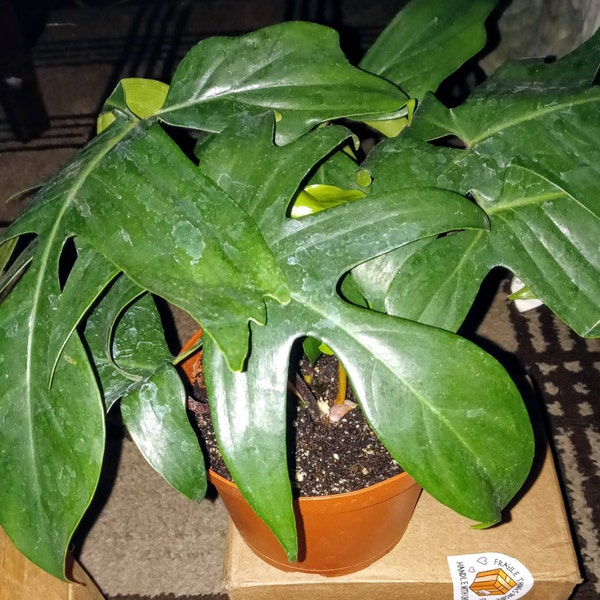 Marble Queen Pothos Epipremnum Aureum 4 From Myplants - Etsy