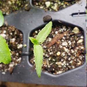 Snick Snack Pepper Seeds - Etsy