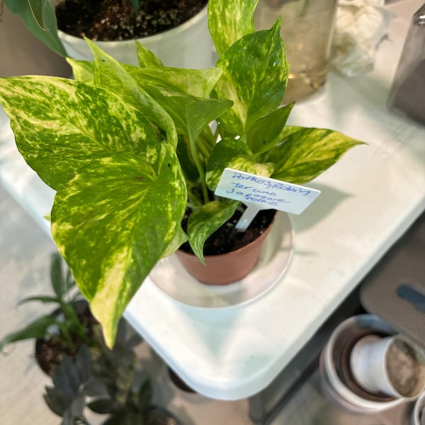 Pothos Robin: Teruno Japanese Pothos - Tropical Houseplant (4” Pot) - Etsy