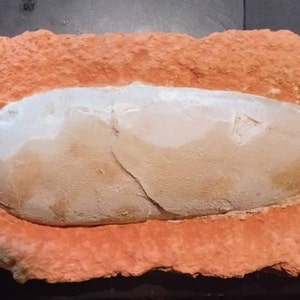 Archaeopteryx in Matrix the berlin Specimen - Etsy