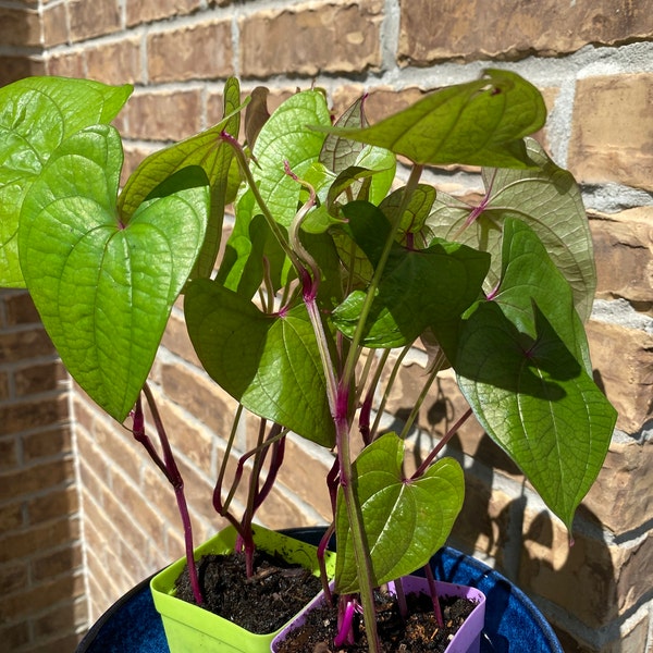 10 Pcs Ube Purple Yam Bulbils for Planting Average Size 1 Inch - Etsy